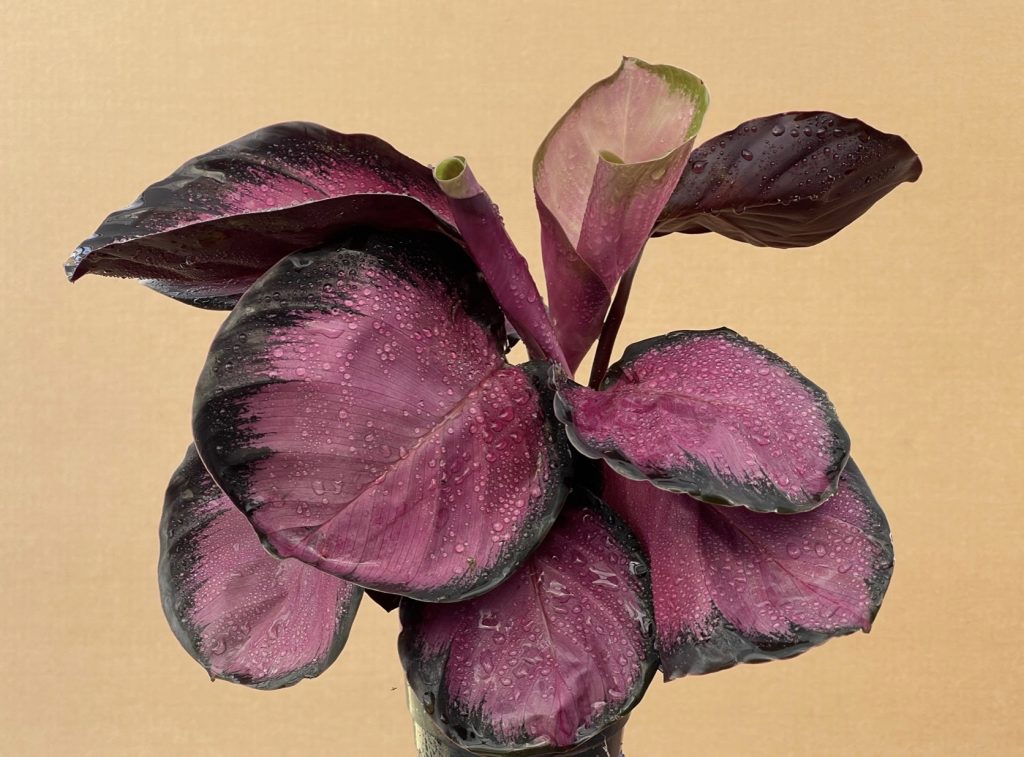 Colourful Calatheas | Gardening | SA Garden and Home