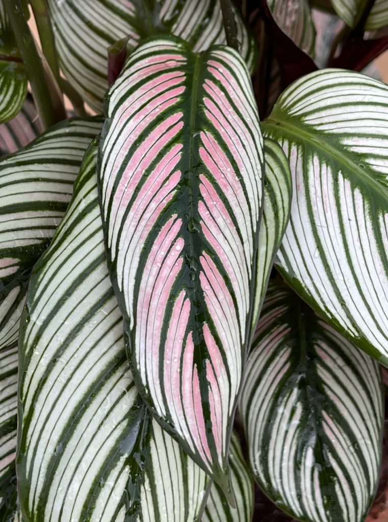 Colourful Calatheas | Gardening | SA Garden and Home