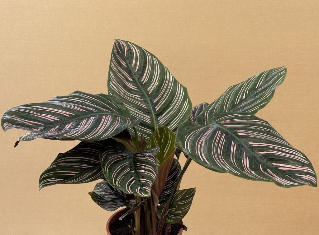 Colourful Calatheas | Gardening | SA Garden and Home