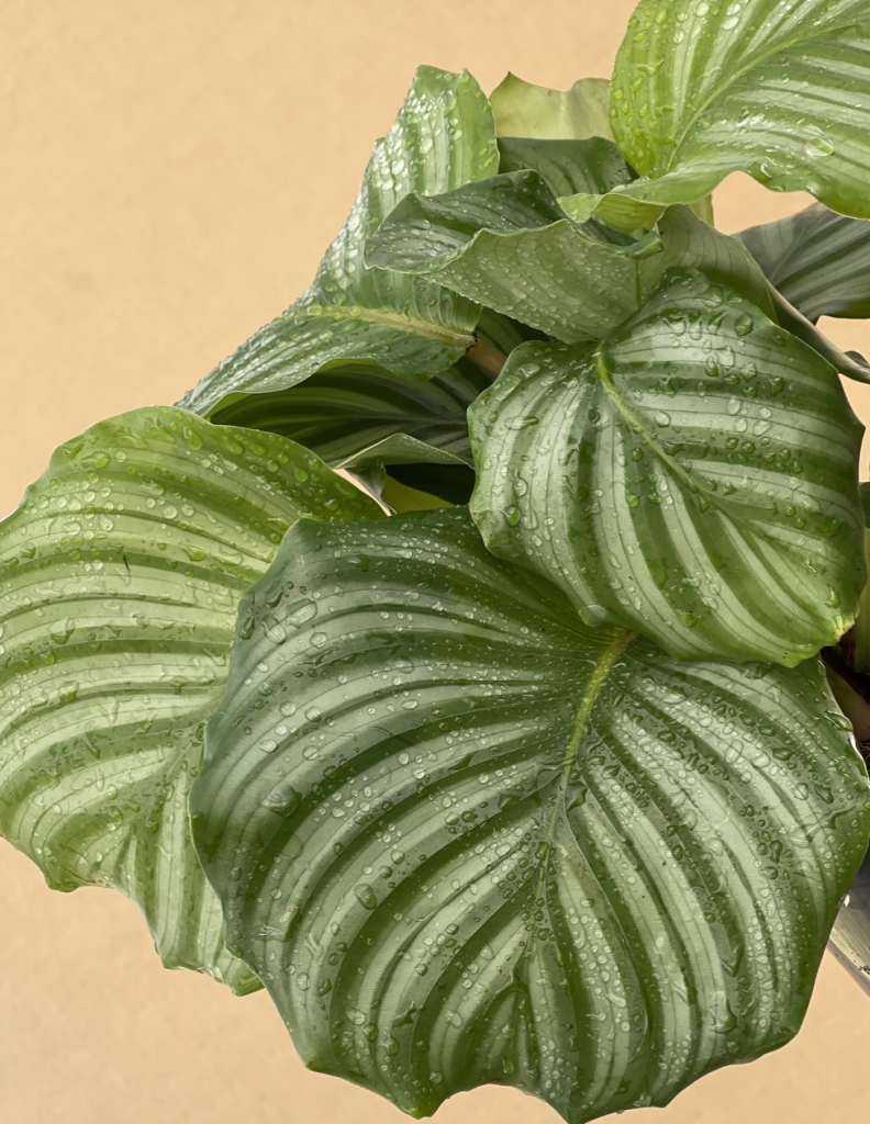 Colourful Calatheas | Gardening | SA Garden and Home