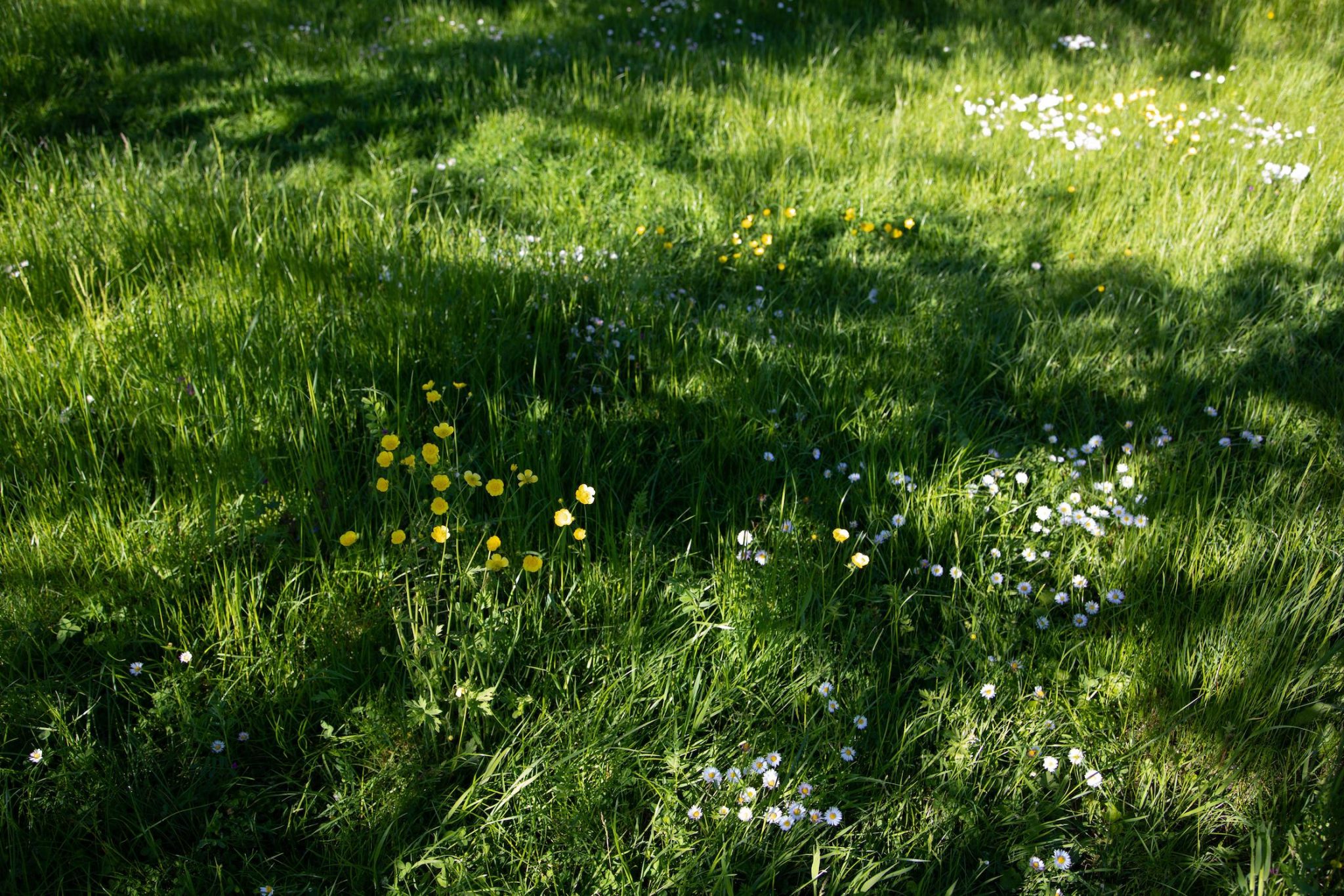 10 Ways To Make Your Garden Greener | SA Garden and Home