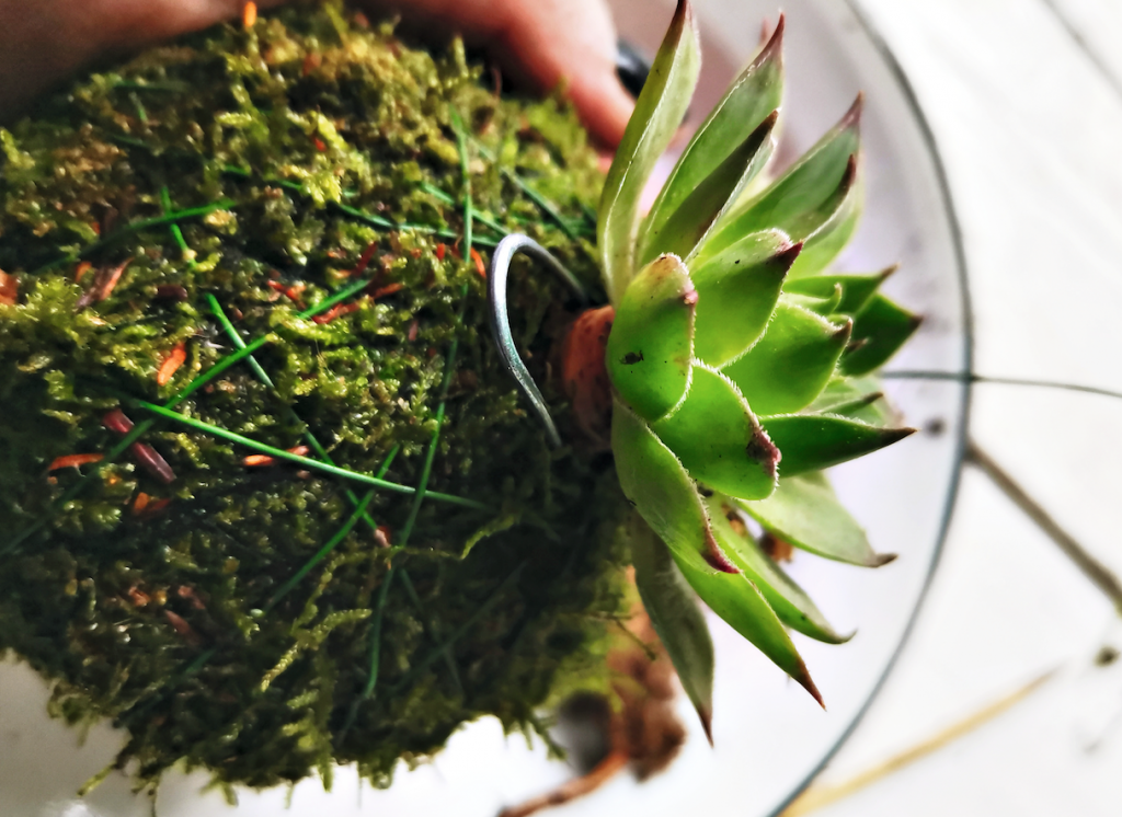 How to DIY a hanging moss ball | SA Garden and Home
