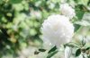 How To Divide Peonies | SA Garden and Home