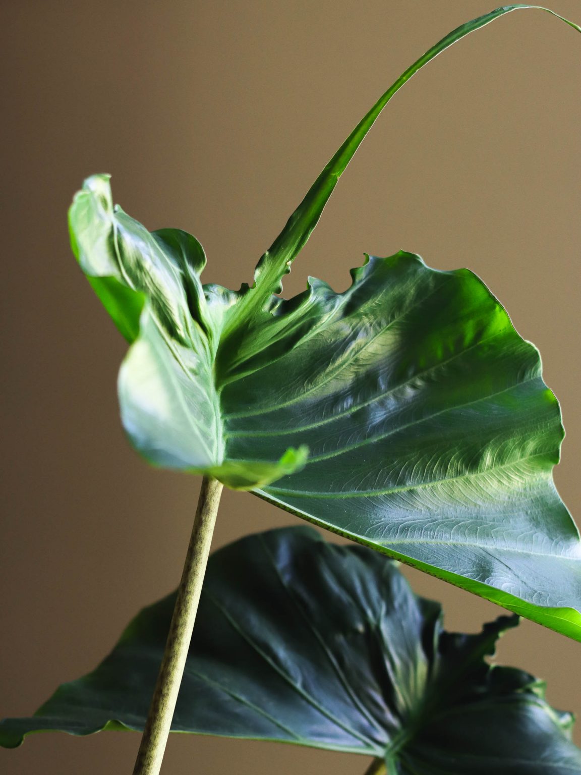 Have you seen the Alocasia stingray? | SA Garden and Home