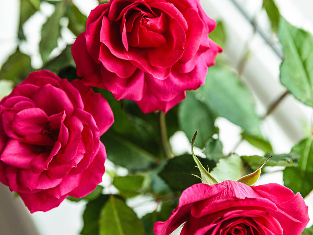 Find the perfect Wonder plant food for common plant nutrition ...