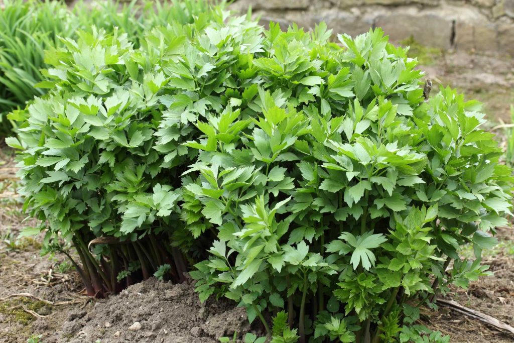 Weird but wonderful herbs to grow in your garden | SA Garden and Home
