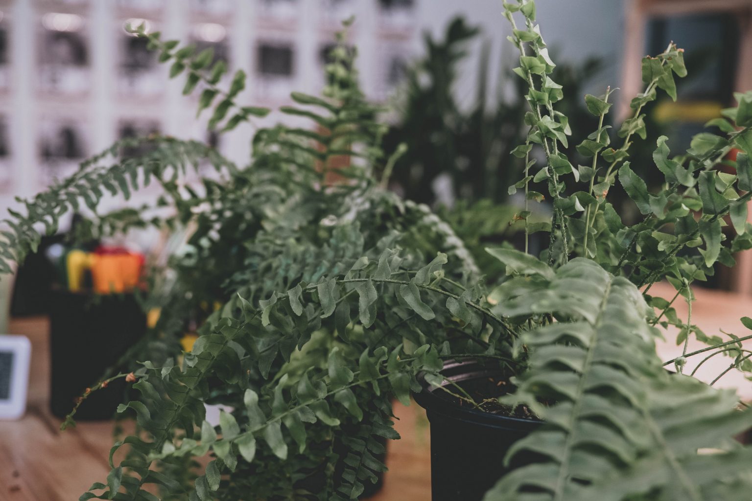 4 of the best ferns to grow indoors | SA Garden and Home