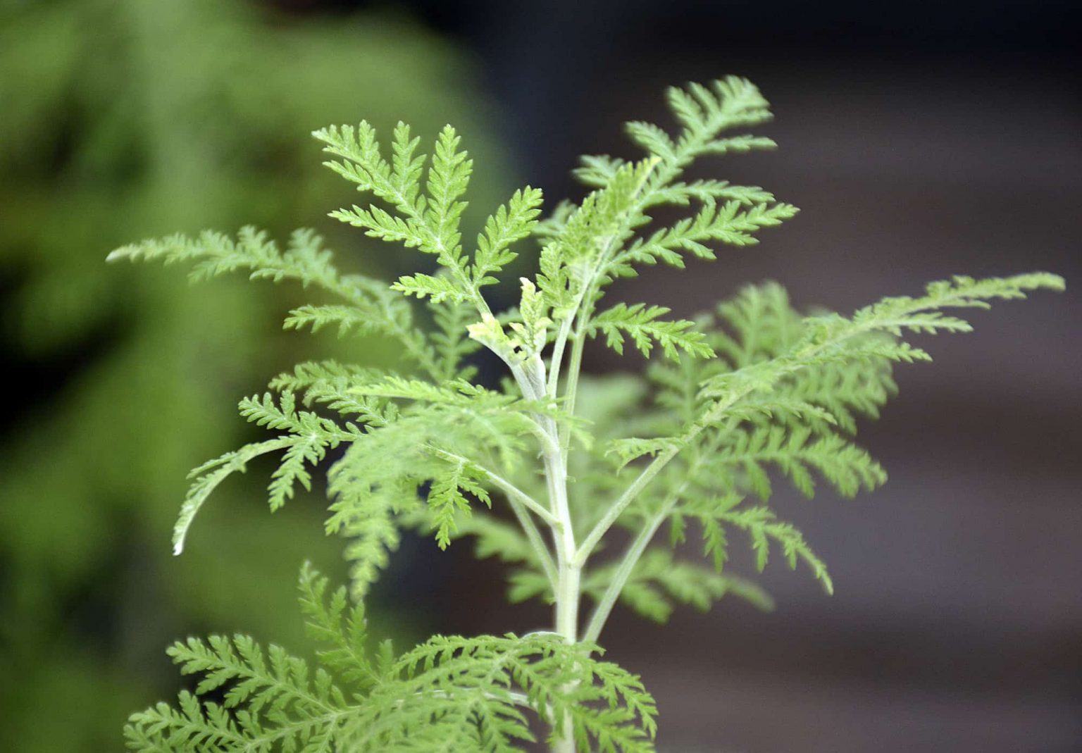 Going indigenous: South African herbs to grow in your garden | SA ...