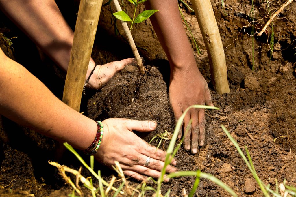 A green heritage: Celebrating Arbor Week | SA Garden and Home