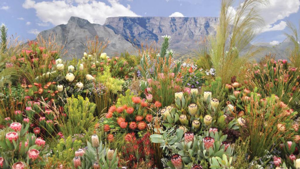 Fynbos Plants to grow at home | SA Garden and Home