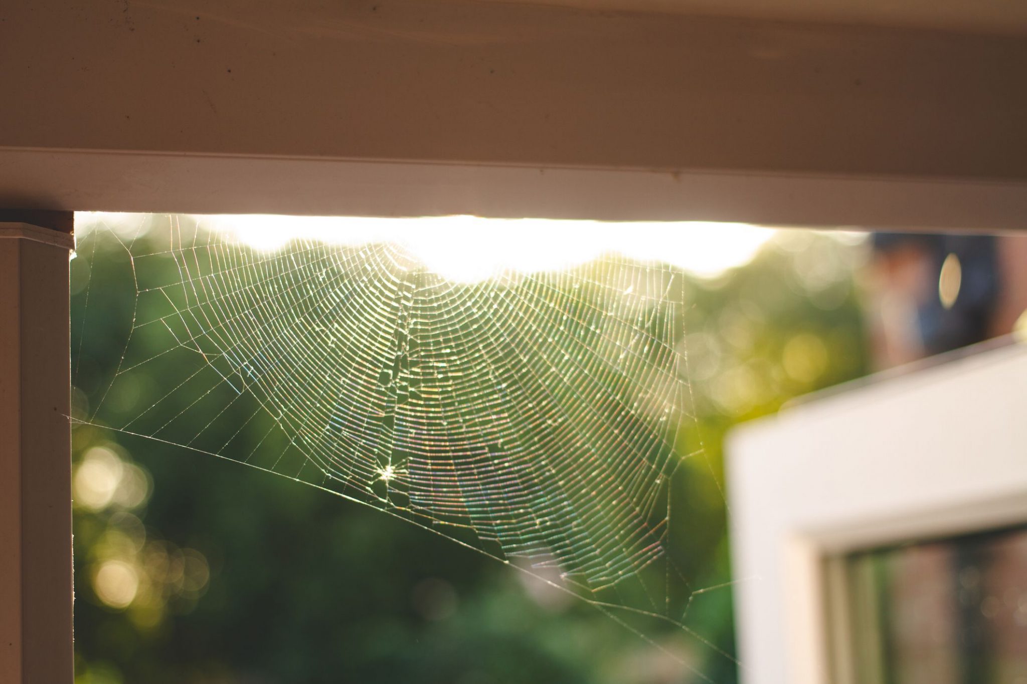 How to get rid of spiders in your home | SA Garden and Home