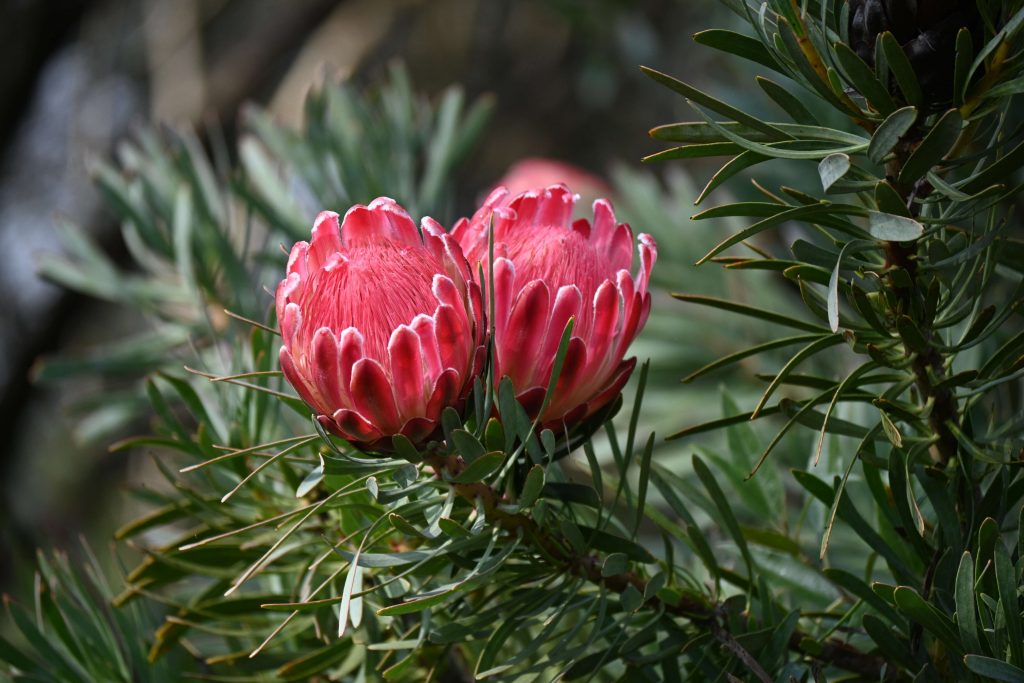 Plant of the month: Fascinating facts about the Protea | SA Garden and Home