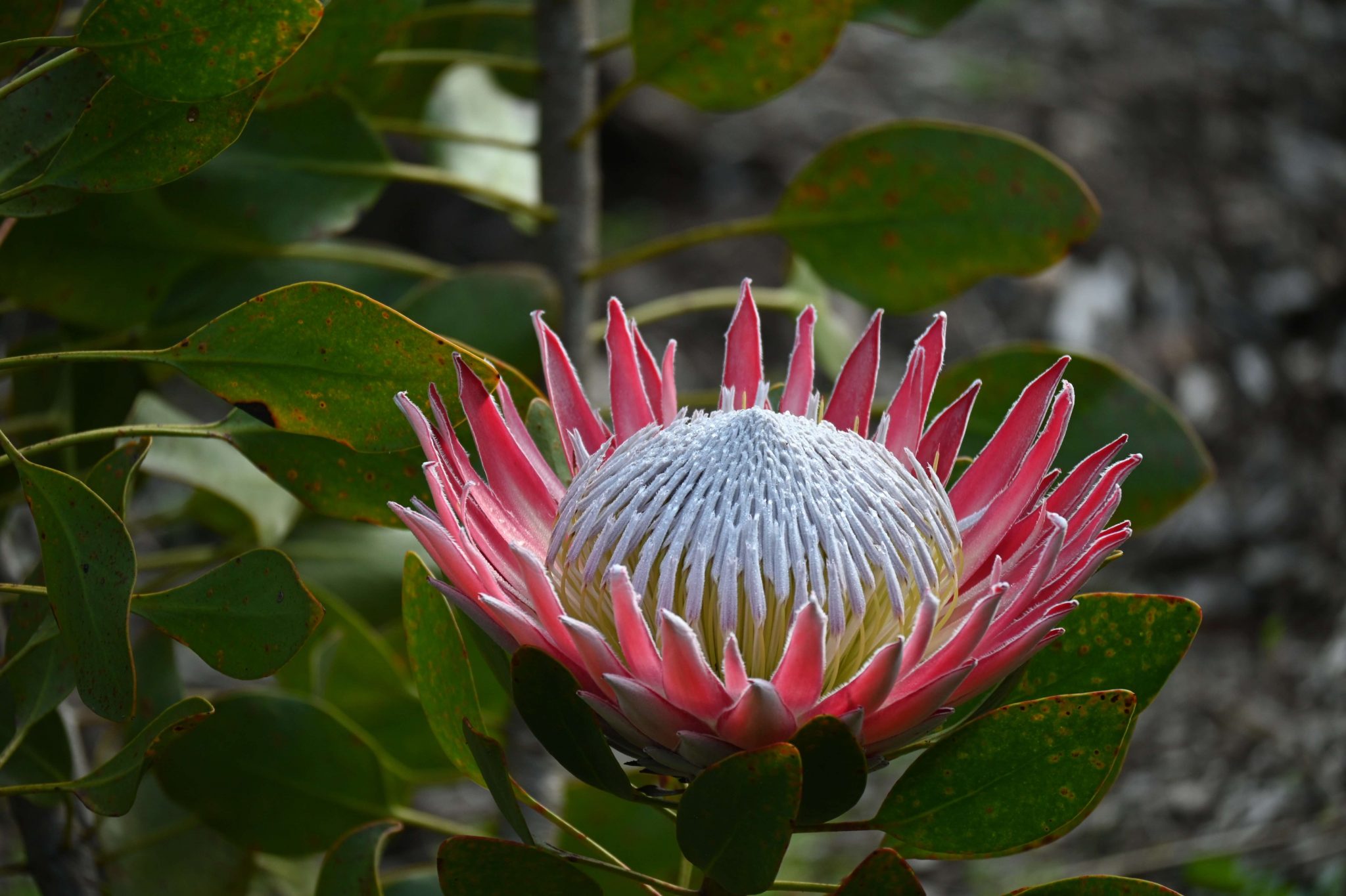 Plant of the month: Fascinating facts about the Protea | SA Garden and Home