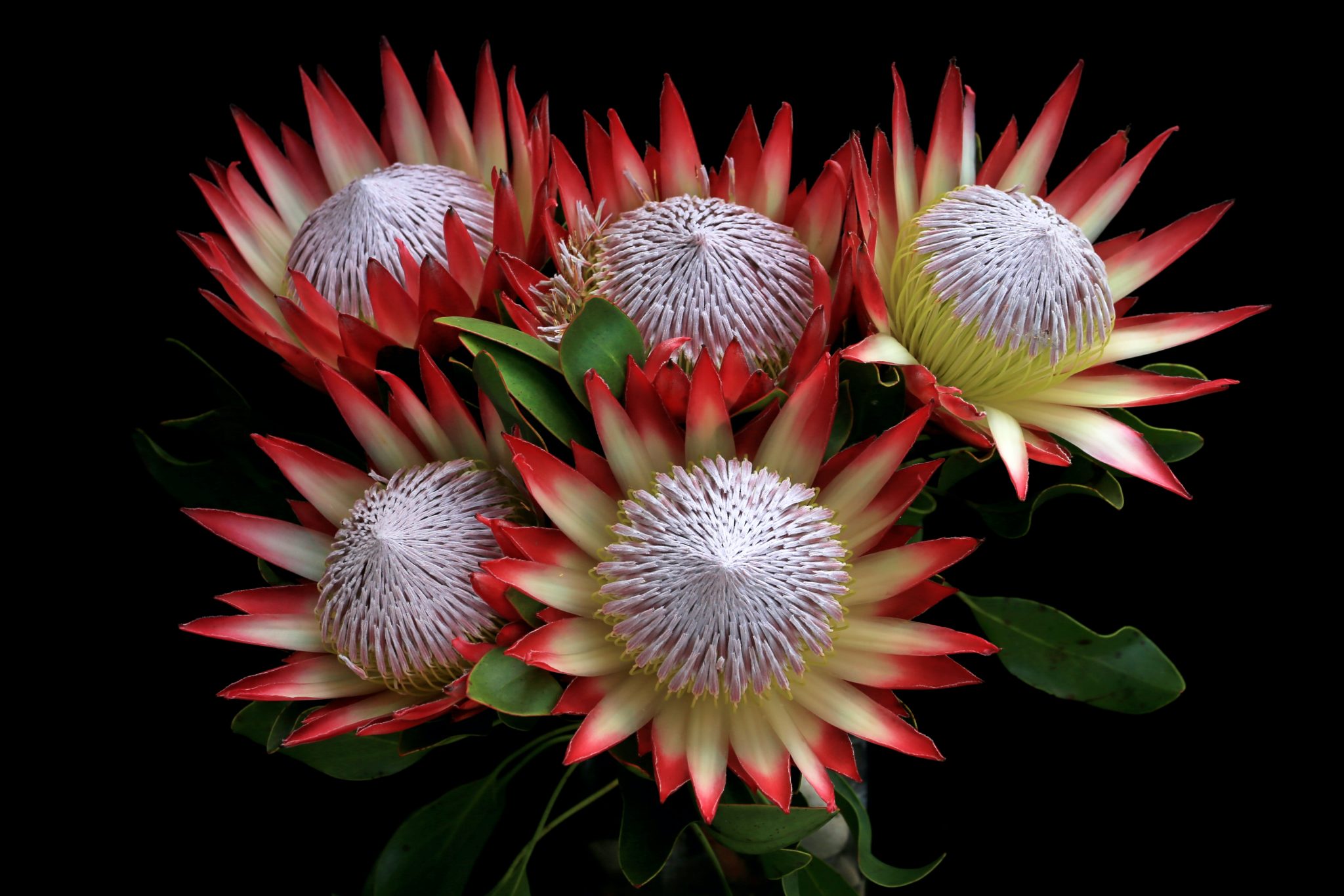 Plant of the month: 6 Tips for planting proteas | SA Garden and Home