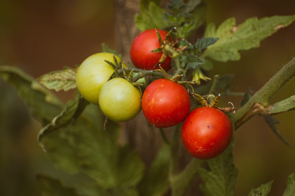 Growing Strong: 5 Tomato Plant Support Ideas for Your Garden | SA ...