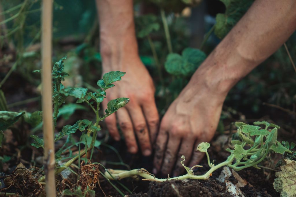 Nourishing Your Garden: A Guide to the Best Fertilising Schedule | SA ...