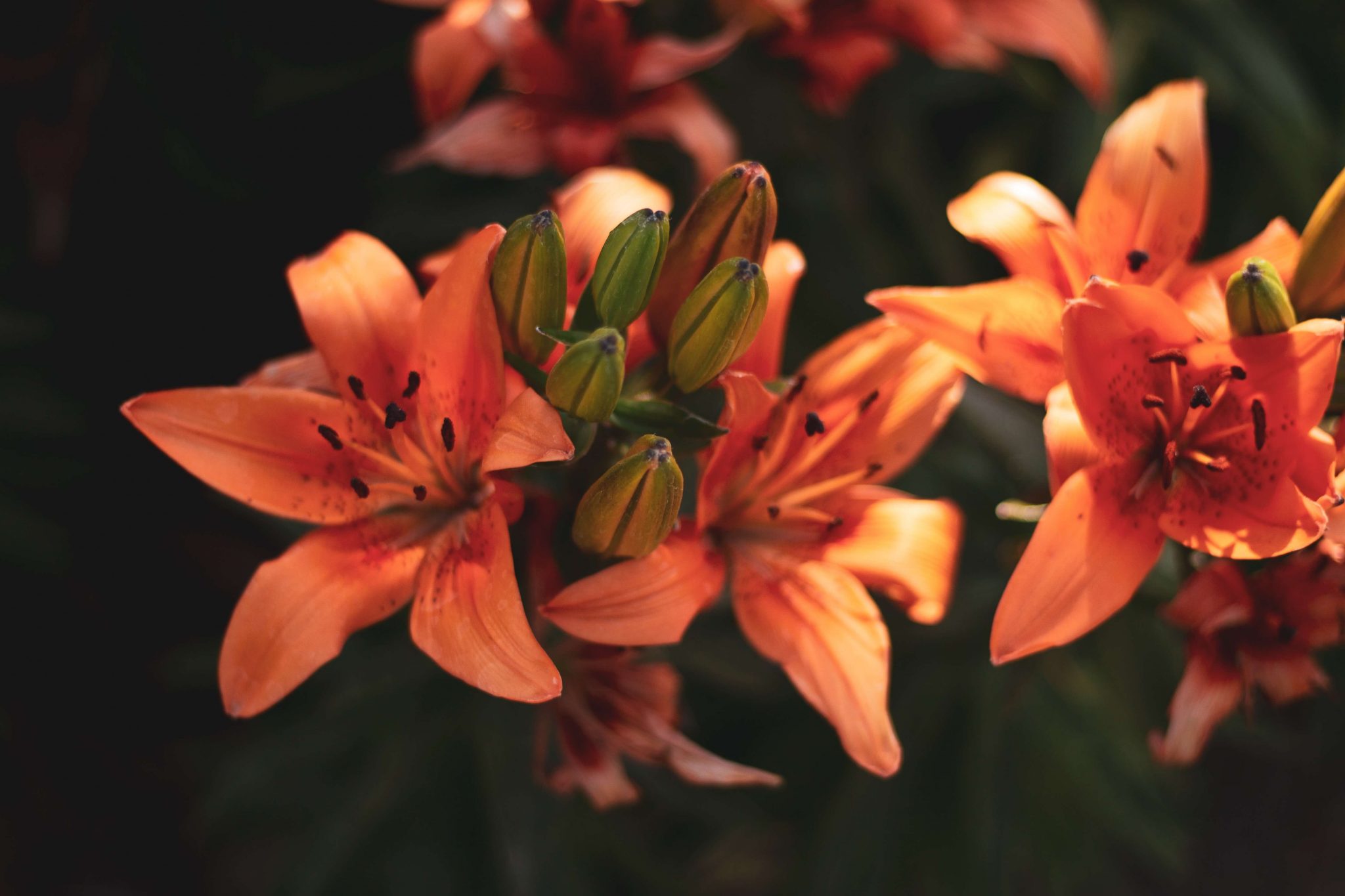 Plant of the Month: Tips for growing lilies | SA Garden and Home