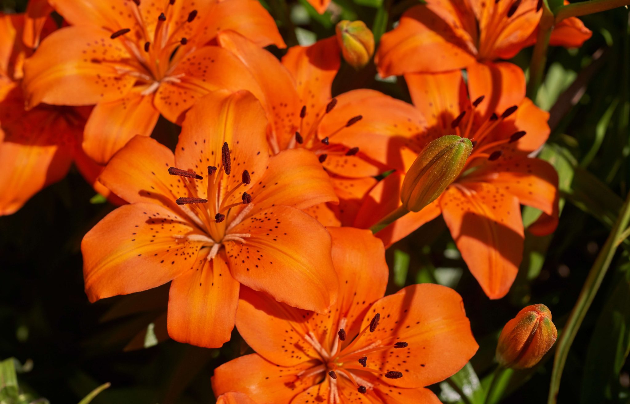 Plant of the Month: Tips for growing lilies | SA Garden and Home