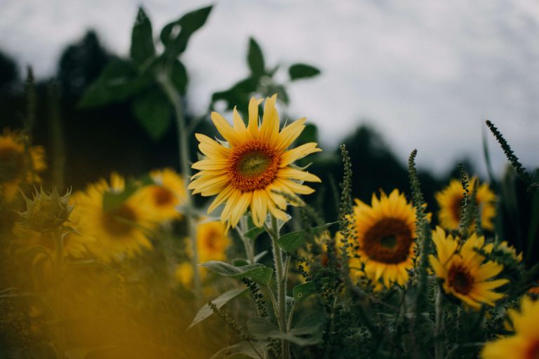 Bring sunshine to your garden: A guide to planting sunflowers | SA ...