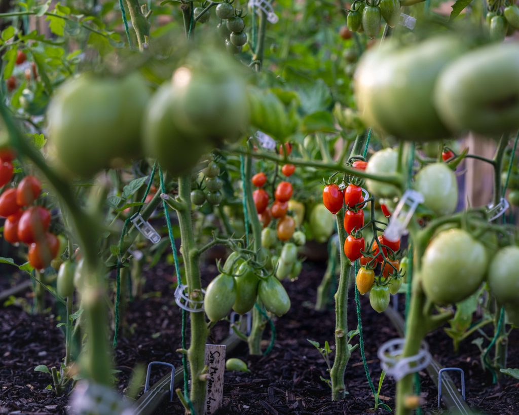 Growing Strong: 5 Tomato Plant Support Ideas for Your Garden | SA ...