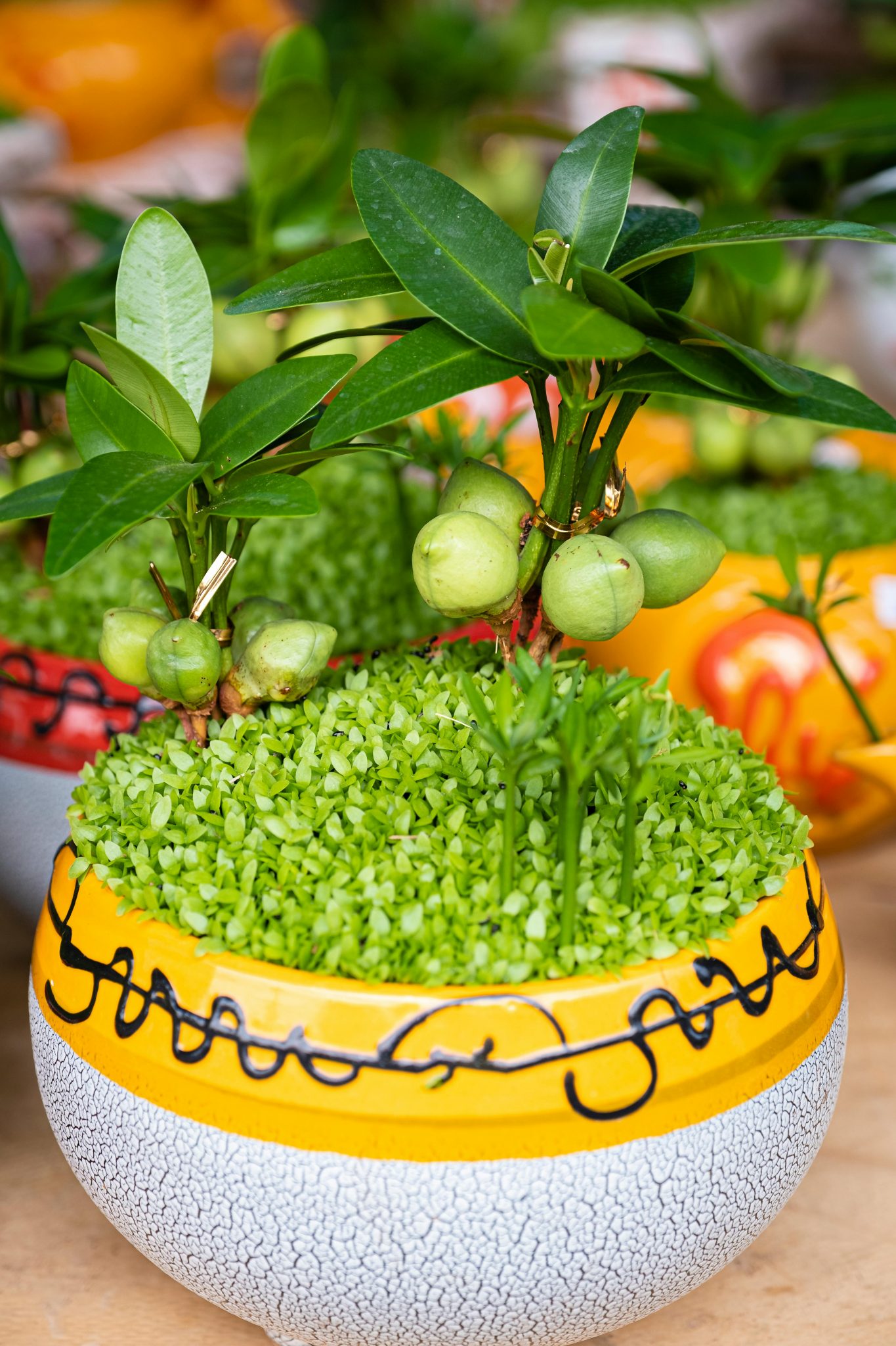 Everything you need to know about growing fruit indoors | SA Garden and ...