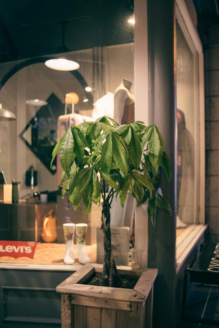 Plant of the month: A care guide for the money tree | SA Garden and Home