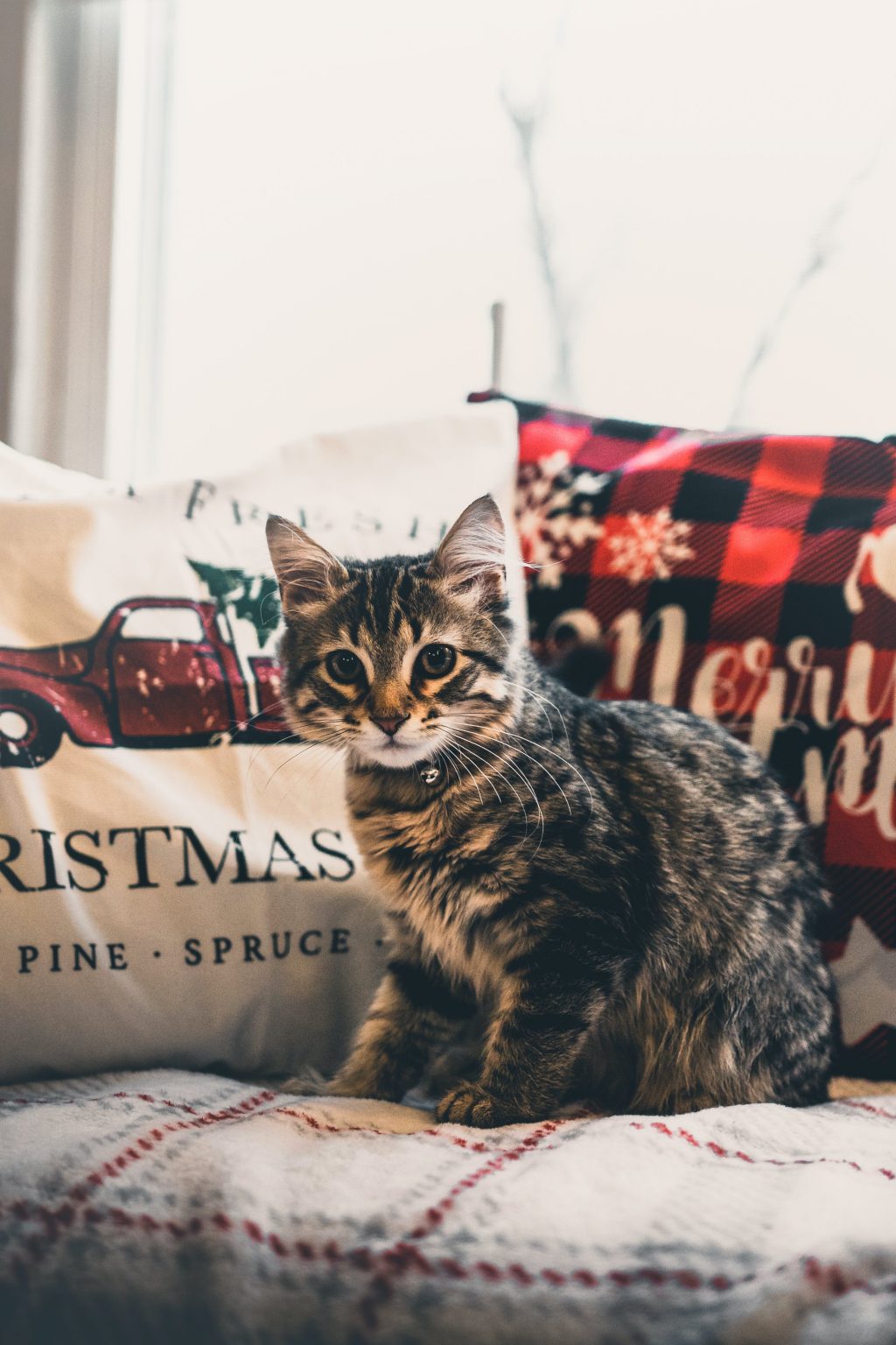 Fur-ever home prep: setting the stage for your new pet's arrival