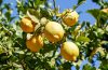 How to grow and care for your own lemon trees | SA Garden and Home