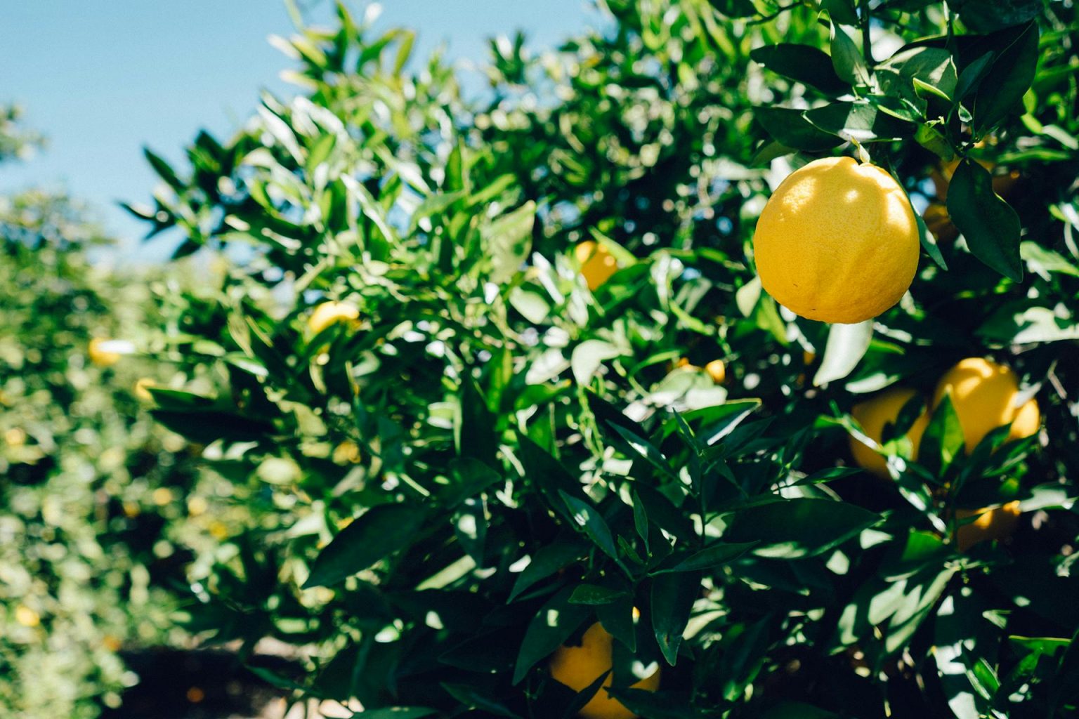 How to grow and care for your own lemon trees | SA Garden and Home