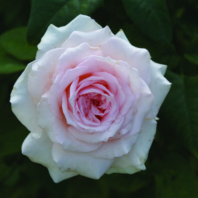 9 South African roses to add to your garden | SA Garden and Home