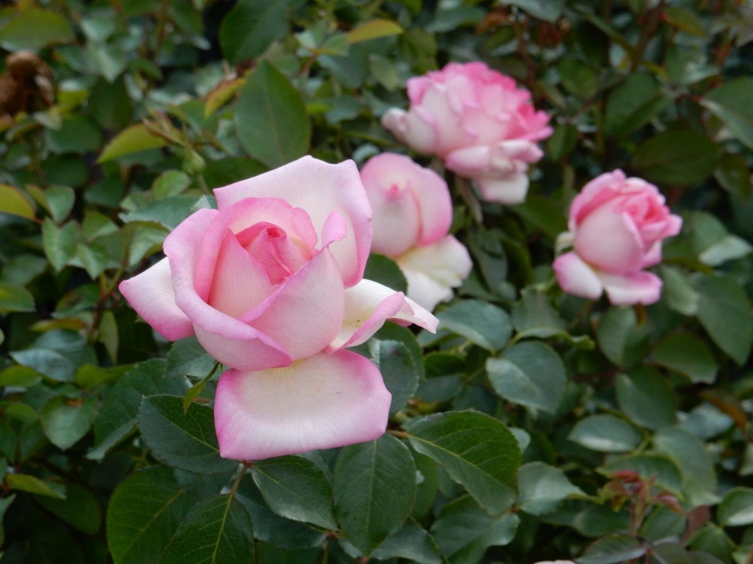 9 South African roses to add to your garden | SA Garden and Home