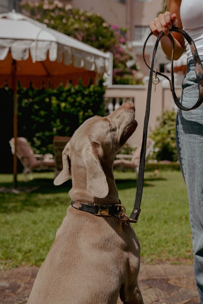 Mount Nelson_Chommies_by Mikayla McClean-3 | SA Garden and Home