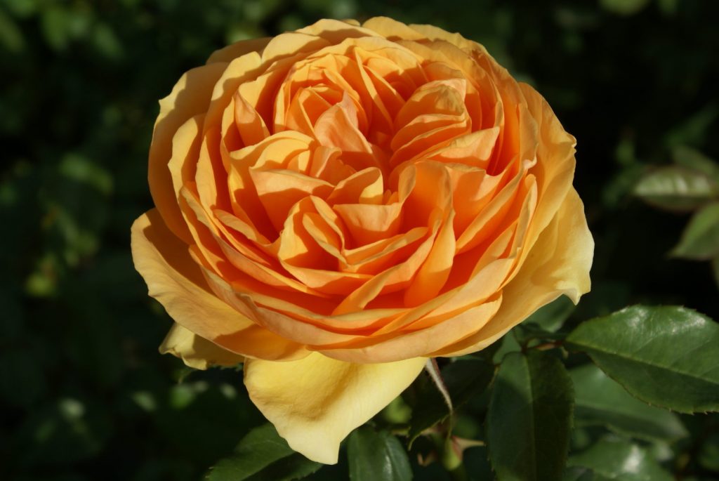 9 South African roses to add to your garden | SA Garden and Home