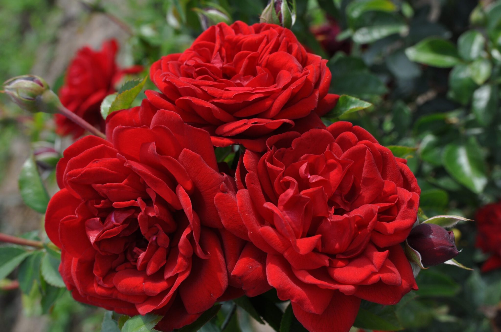 9 South African roses to add to your garden | SA Garden and Home