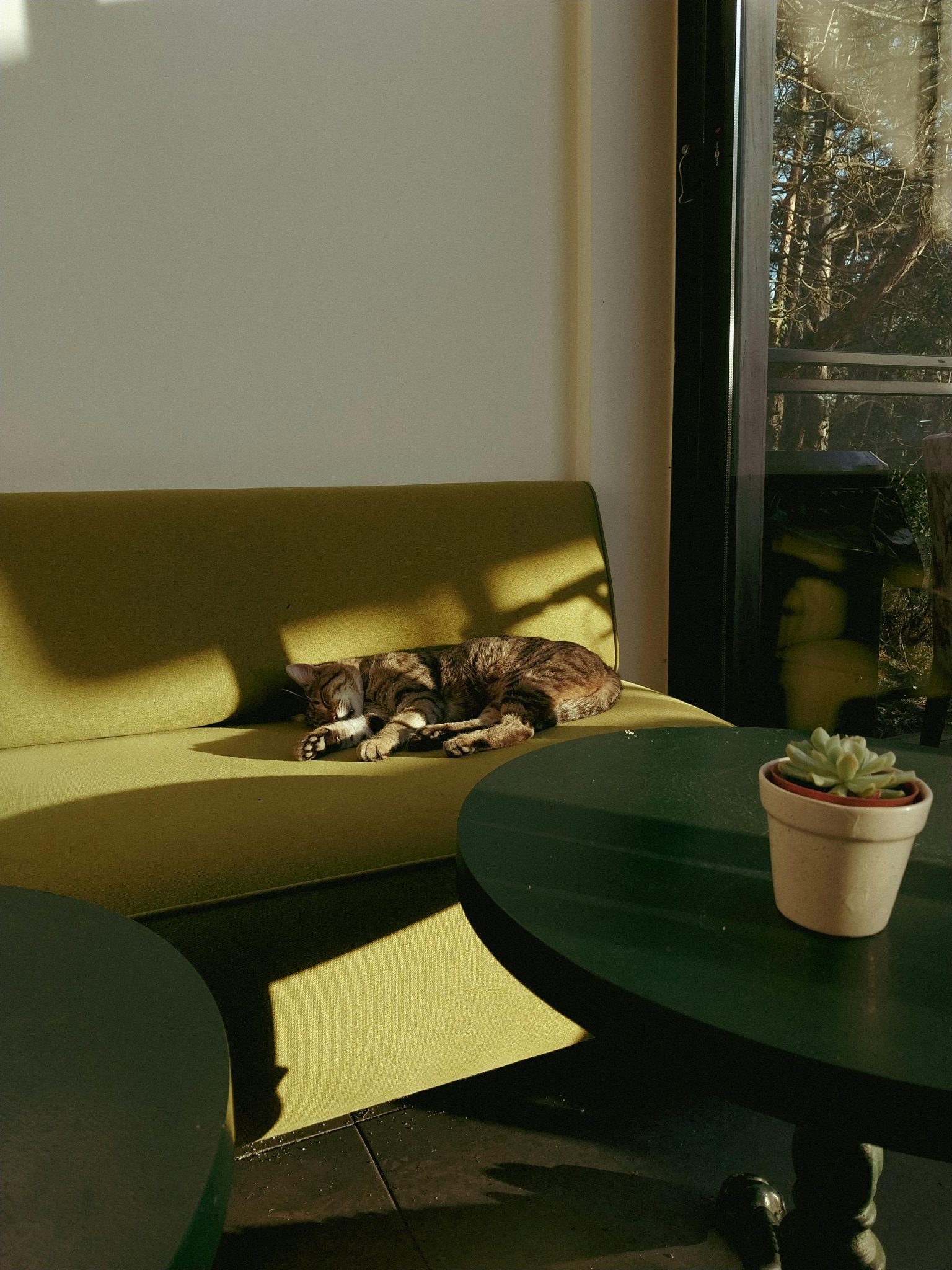 Understanding your pets and your home’s colour palette | Woman and Home ...