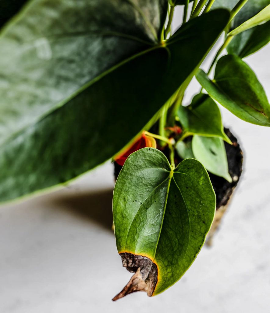 Signs your houseplants needs help | Bona Magazine