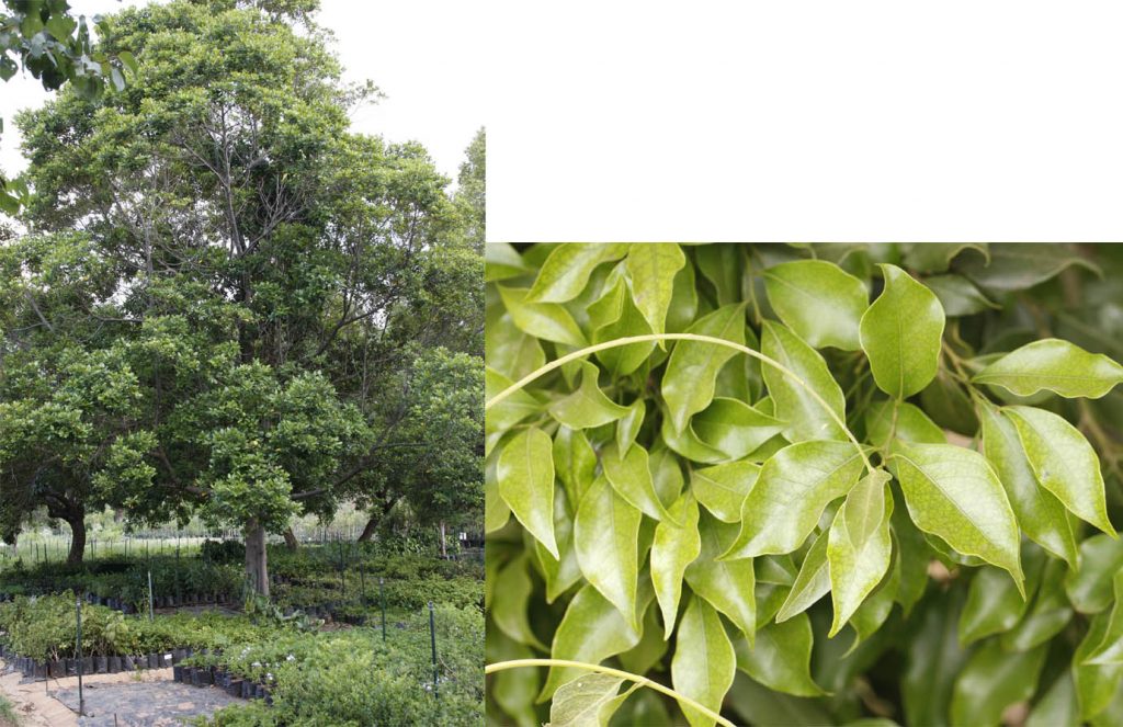 ILEX MITIS (CAPE HOLLY) tree | SA Garden and Home