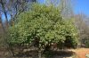 The best shade trees for your garden | SA Garden and Home