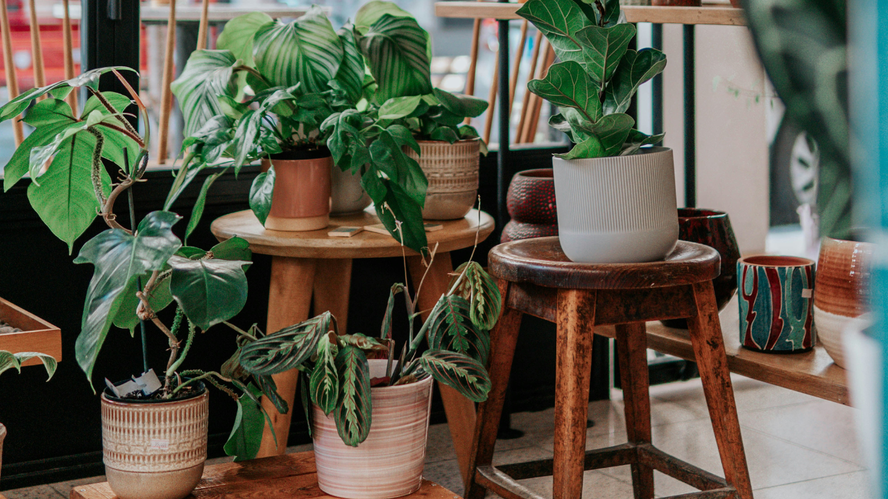 8 ways to arrange your potted plants inside and outside your home | SA ...