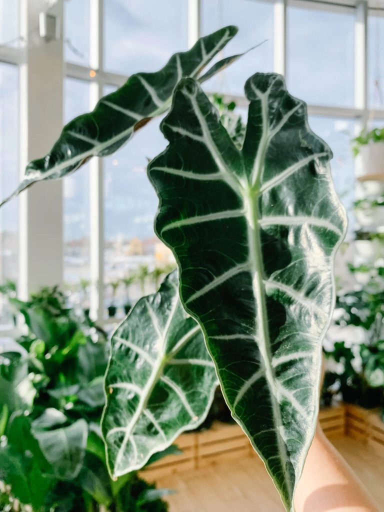 African Mask Plant (1) | SA Garden and Home