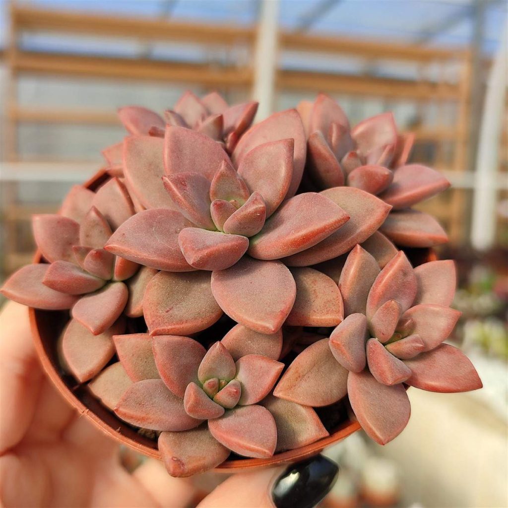 Warm up your home for Autumn with these fiery-toned succulents | SA ...