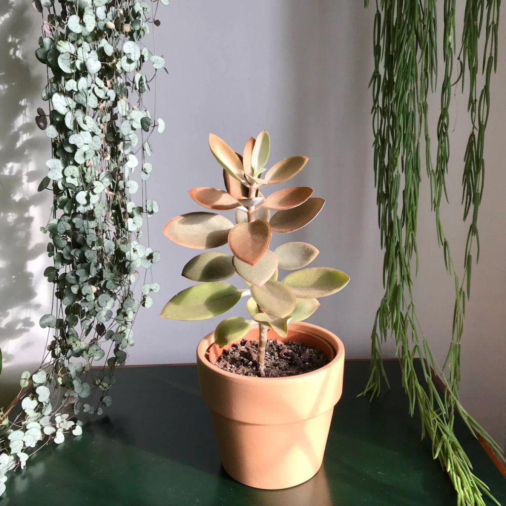 Warm up your home for Autumn with these fiery-toned succulents | SA ...
