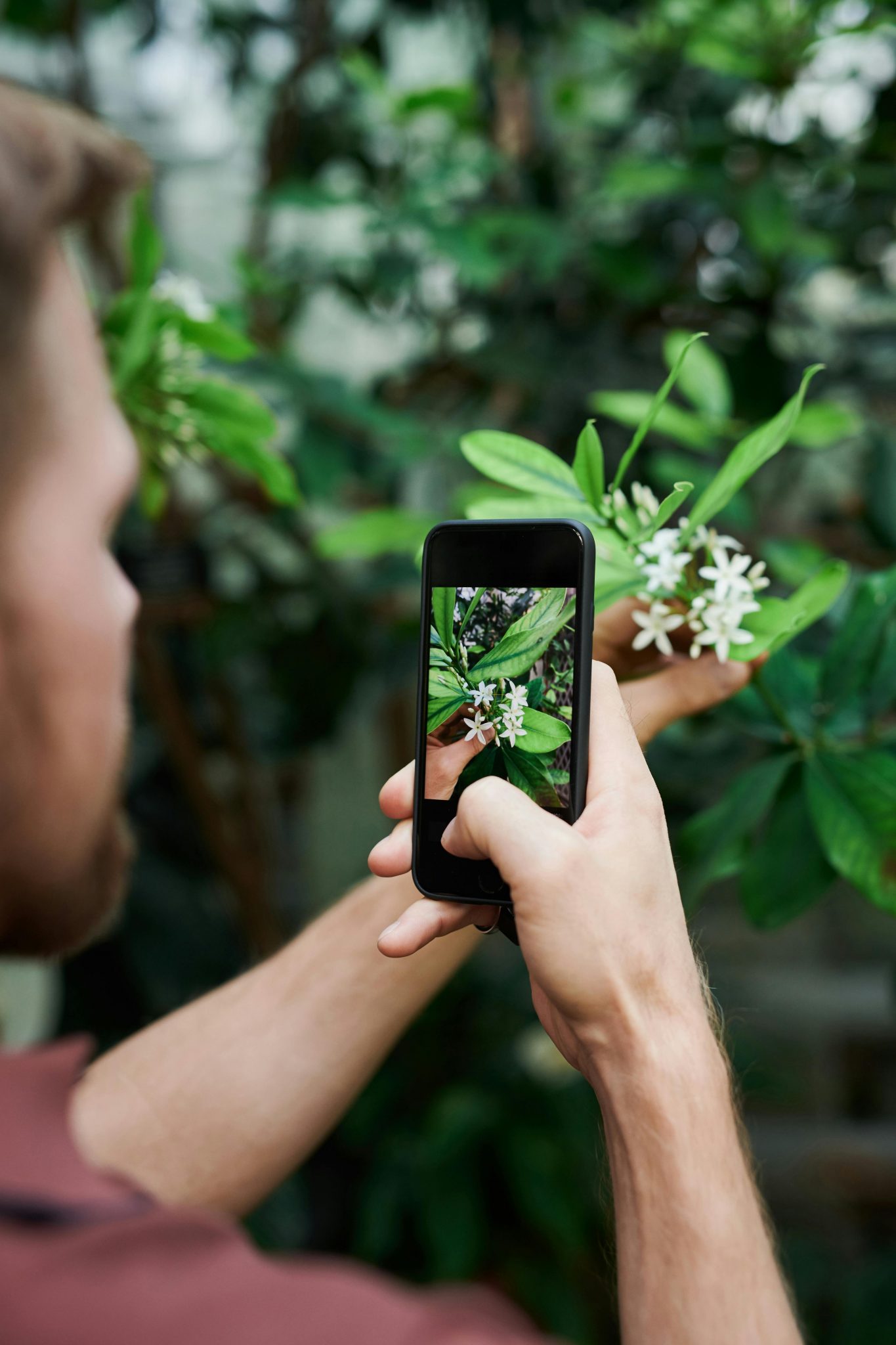 Discover the Best Apps for Identifying Plants and Flowers | SA Garden ...