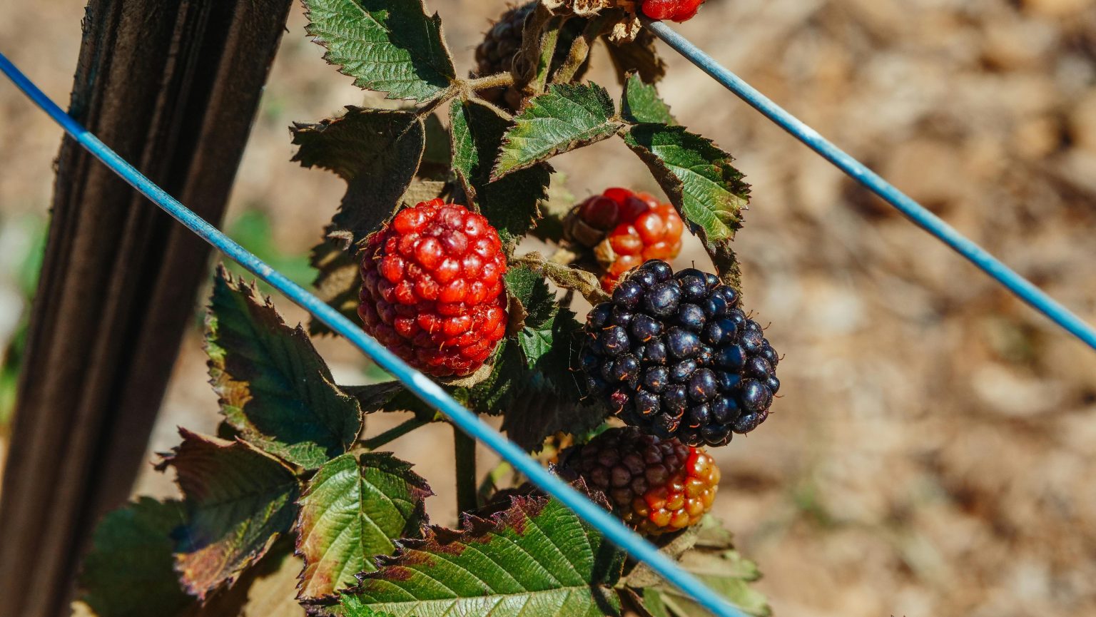 5 fast-growing berries to plant in your garden | SA Garden and Home