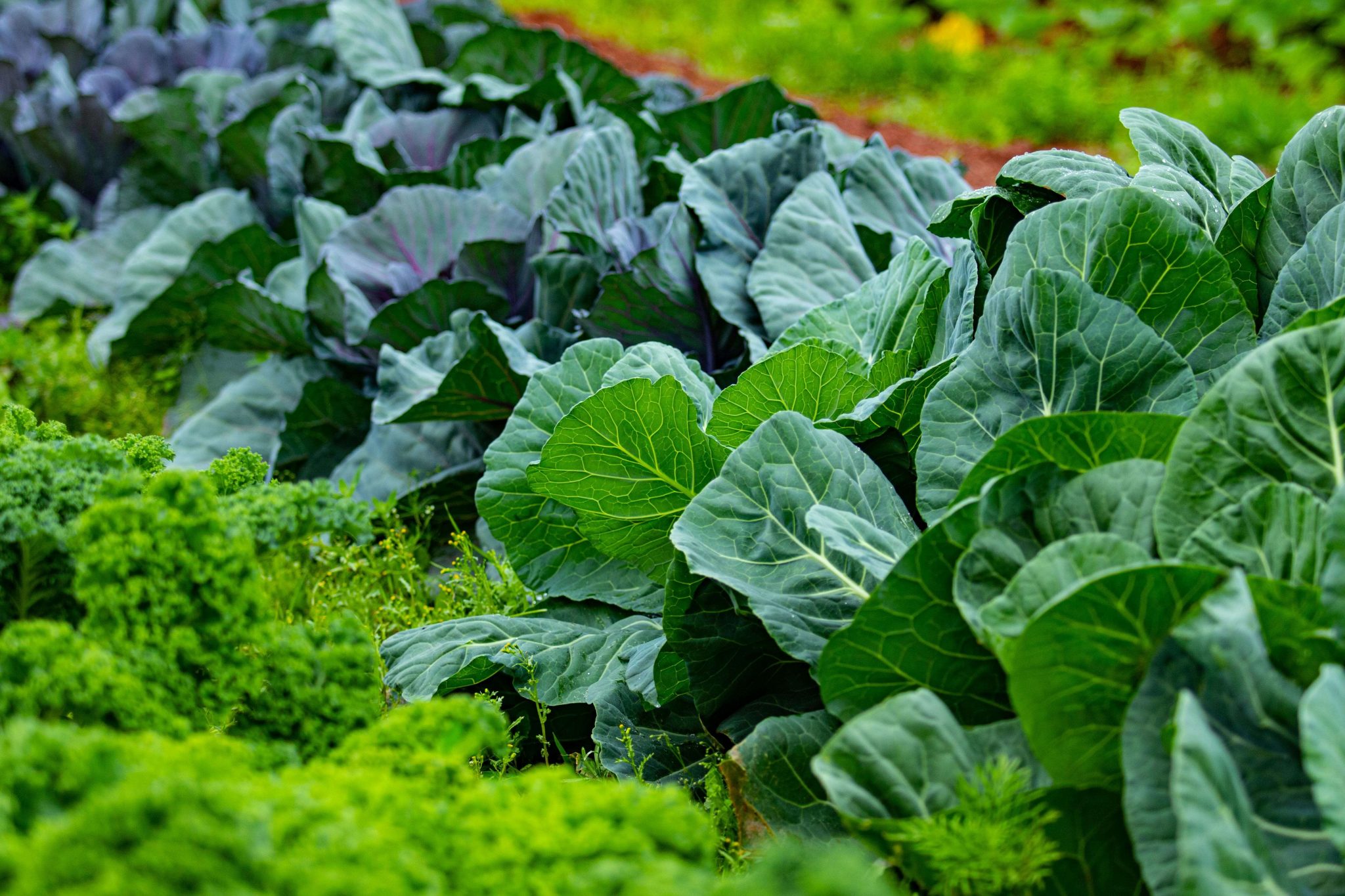 Long season crops that grow all year-round | SA Garden and Home