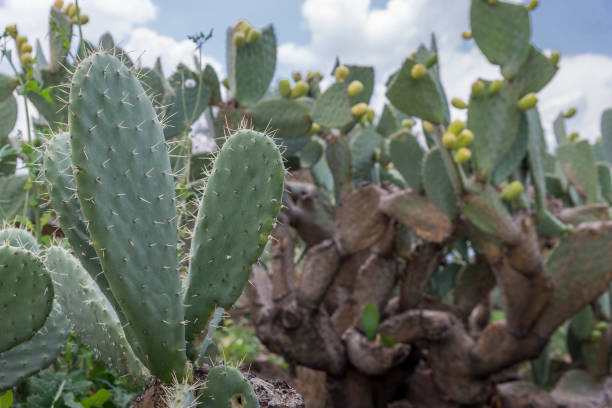 Field of prickly pear cactus spiky plant | SA Garden and Home