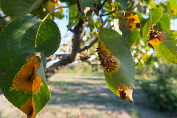 Pear leaves with of rust fungus,Rust on leaves | SA Garden and Home