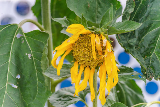 Wilting sunflower in a garden | SA Garden and Home