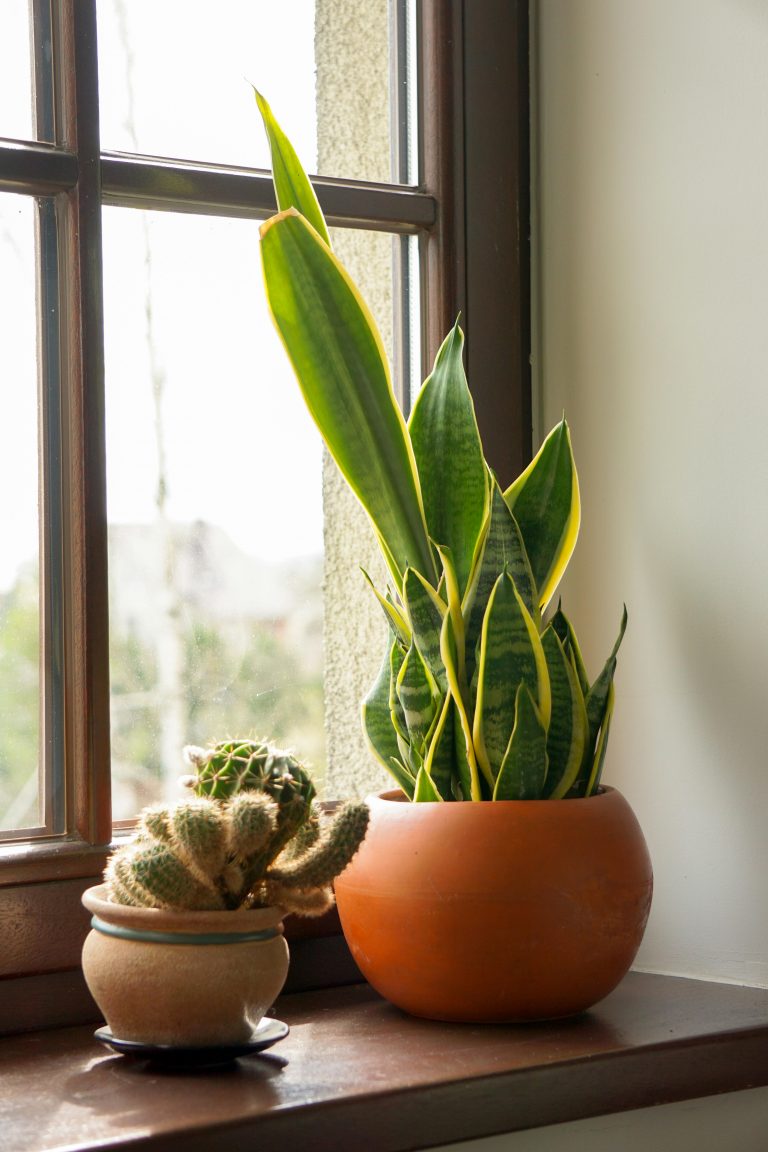10 plants for the windowsill to create a charming display | SA Garden ...