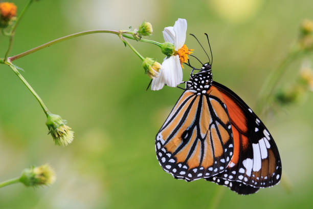 Butterfly the common tiger feeding on wild daisy nectar | SA Garden and ...